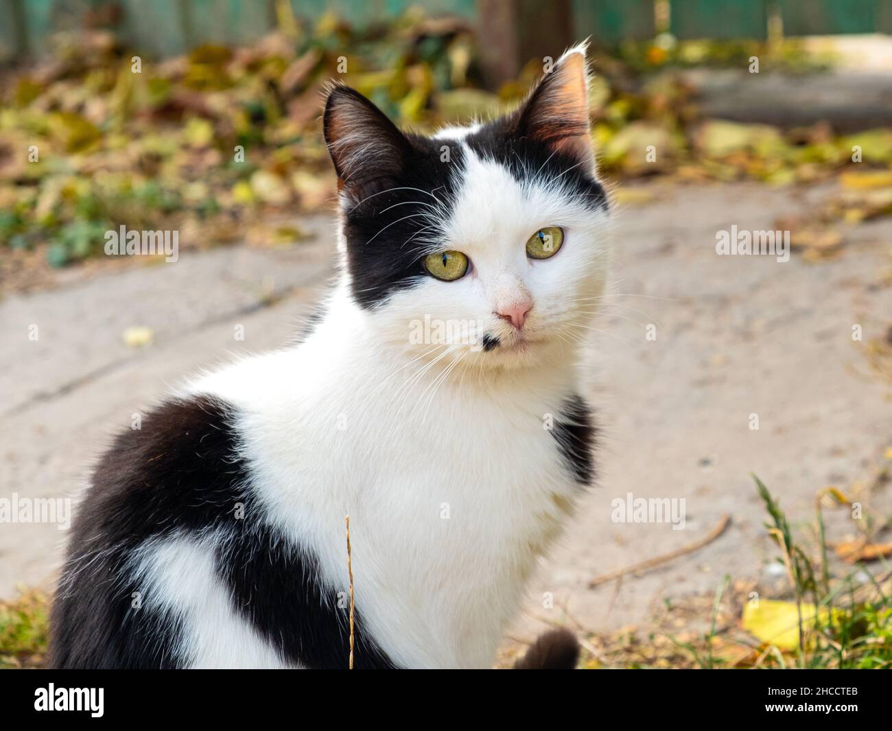beautiful black-white cat, cute kitten Stock Photo - Alamy
