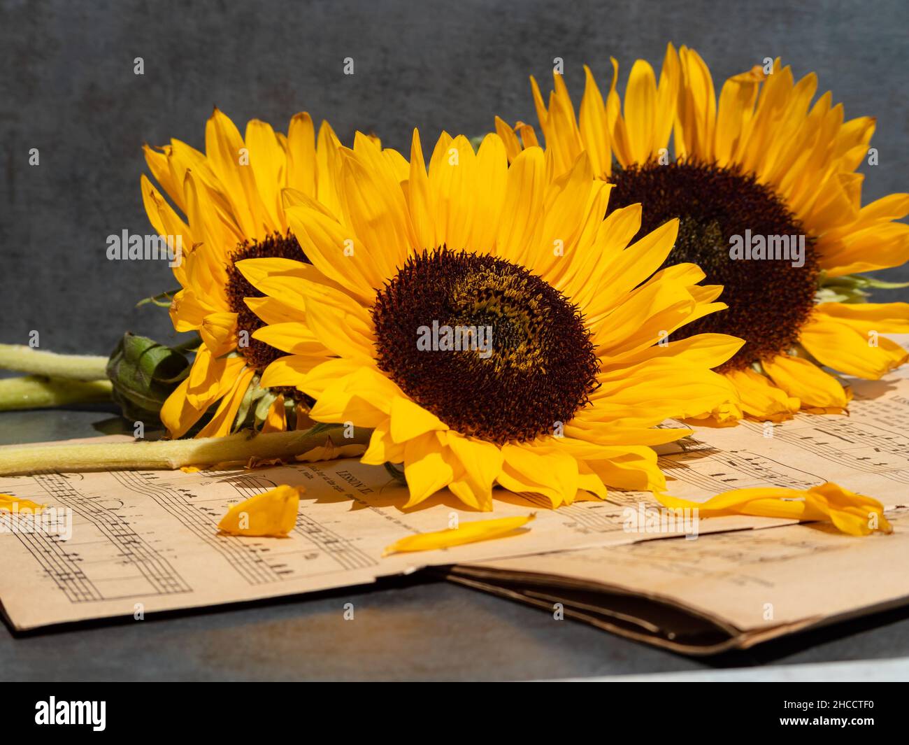 Close-up of musical notes and a bouquet of sunflowers Stock Photo - Alamy
