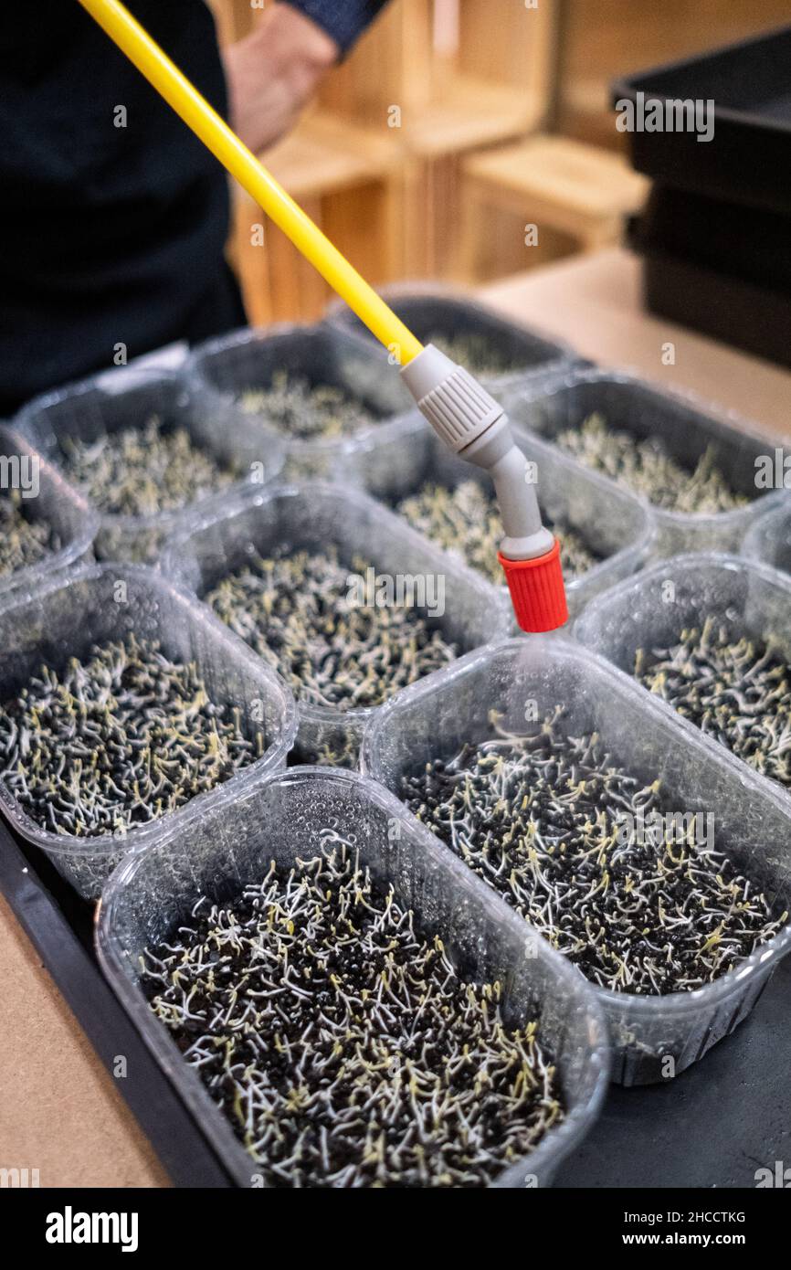Belgium, Brussels, 2020-11-03. URBI Leaf, an urban farm dedicated to ...