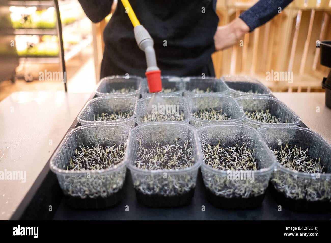 Belgium, Brussels, 2020-11-03. URBI Leaf, an urban farm dedicated to ...