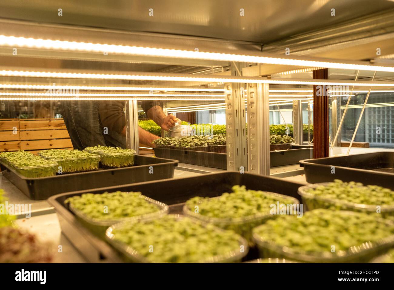 Belgium, Brussels, 2020-11-03. URBI Leaf, an urban farm dedicated to ...