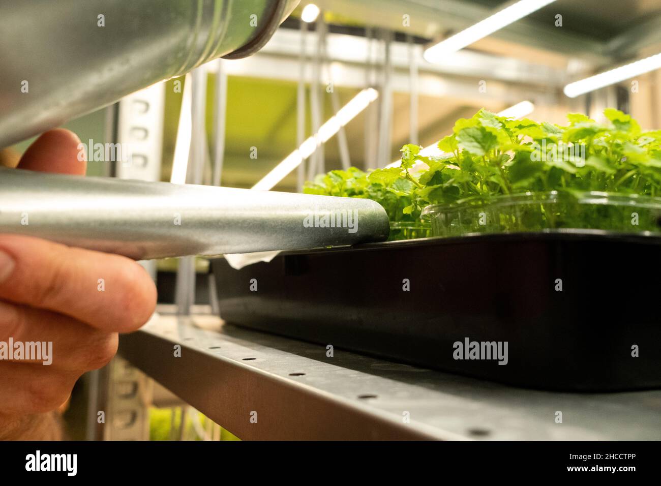 Belgium, Brussels, 2020-11-03. URBI Leaf, an urban farm dedicated to ...