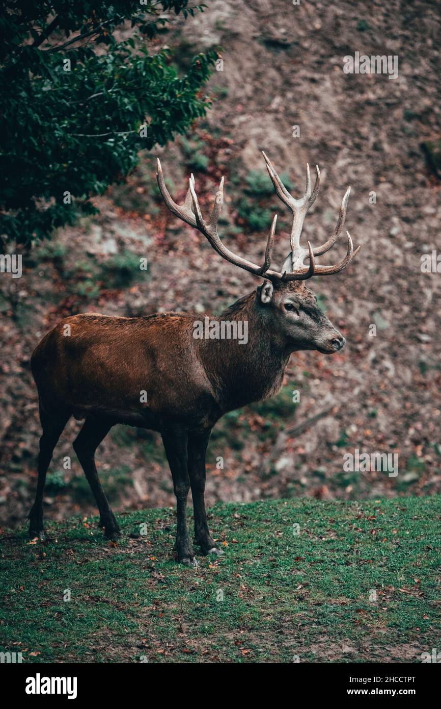 Beautiful Red Deer during Mating Season Stock Photo - Alamy