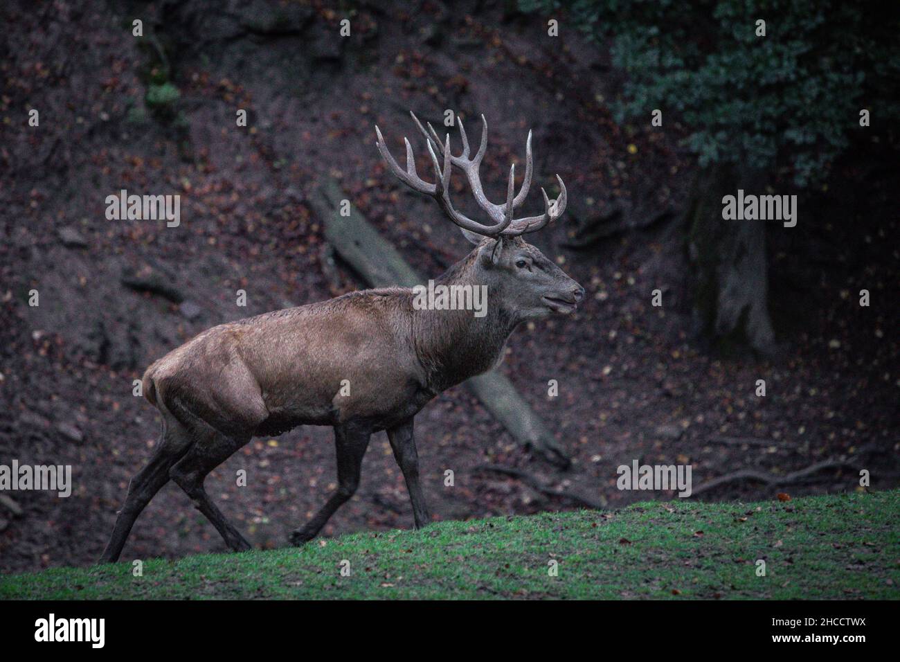 Beautiful Red Deer during Mating Season Stock Photo - Alamy