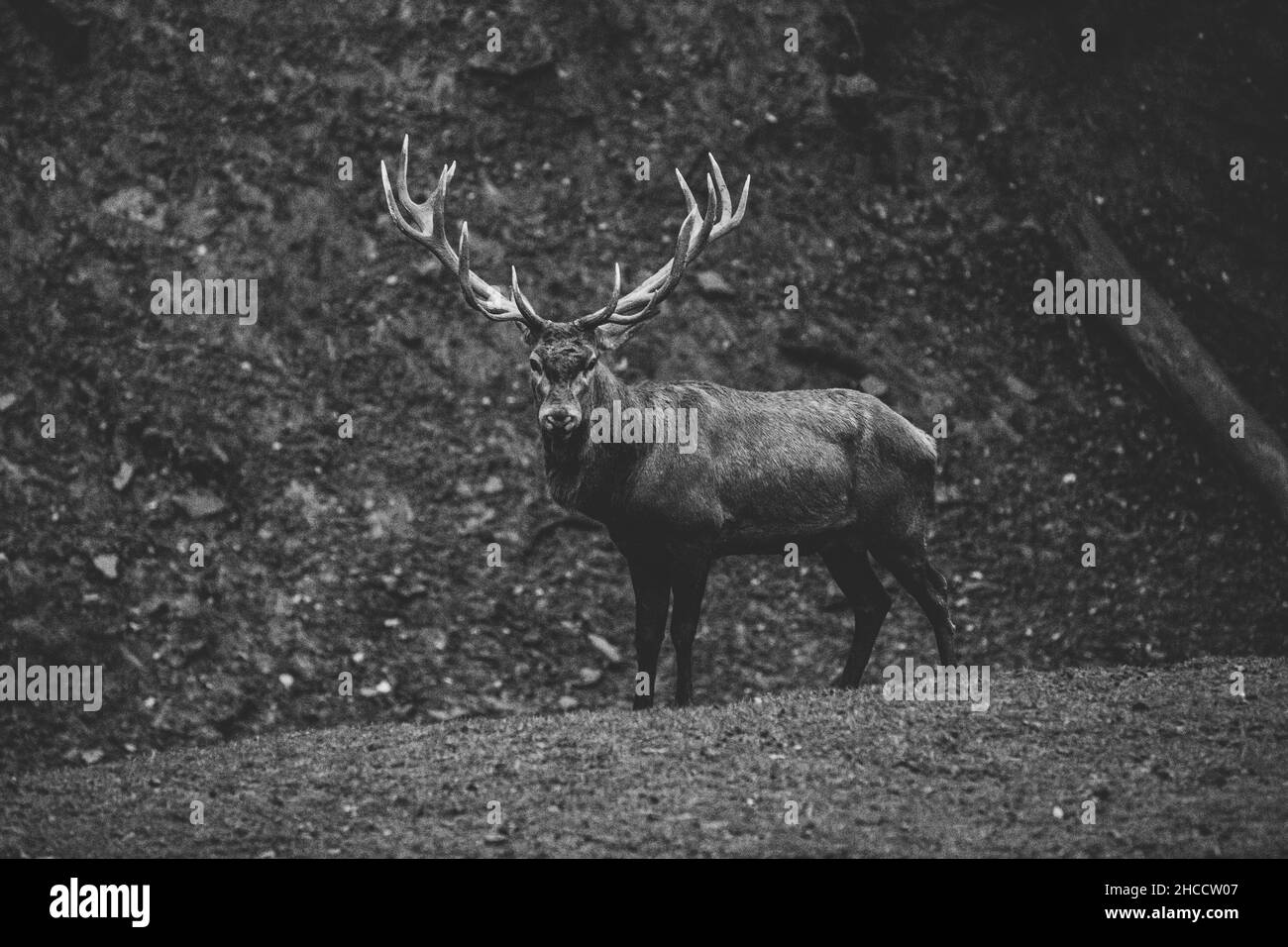 Animal mating season Black and White Stock Photos & Images - Alamy
