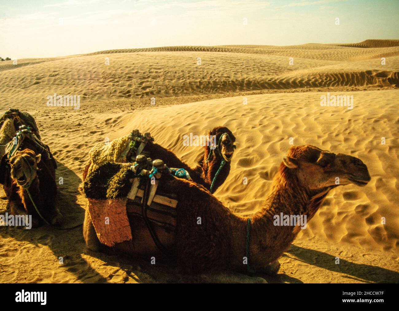 Resting Camels in the Sahara desert in Tunisia Stock Photo - Alamy