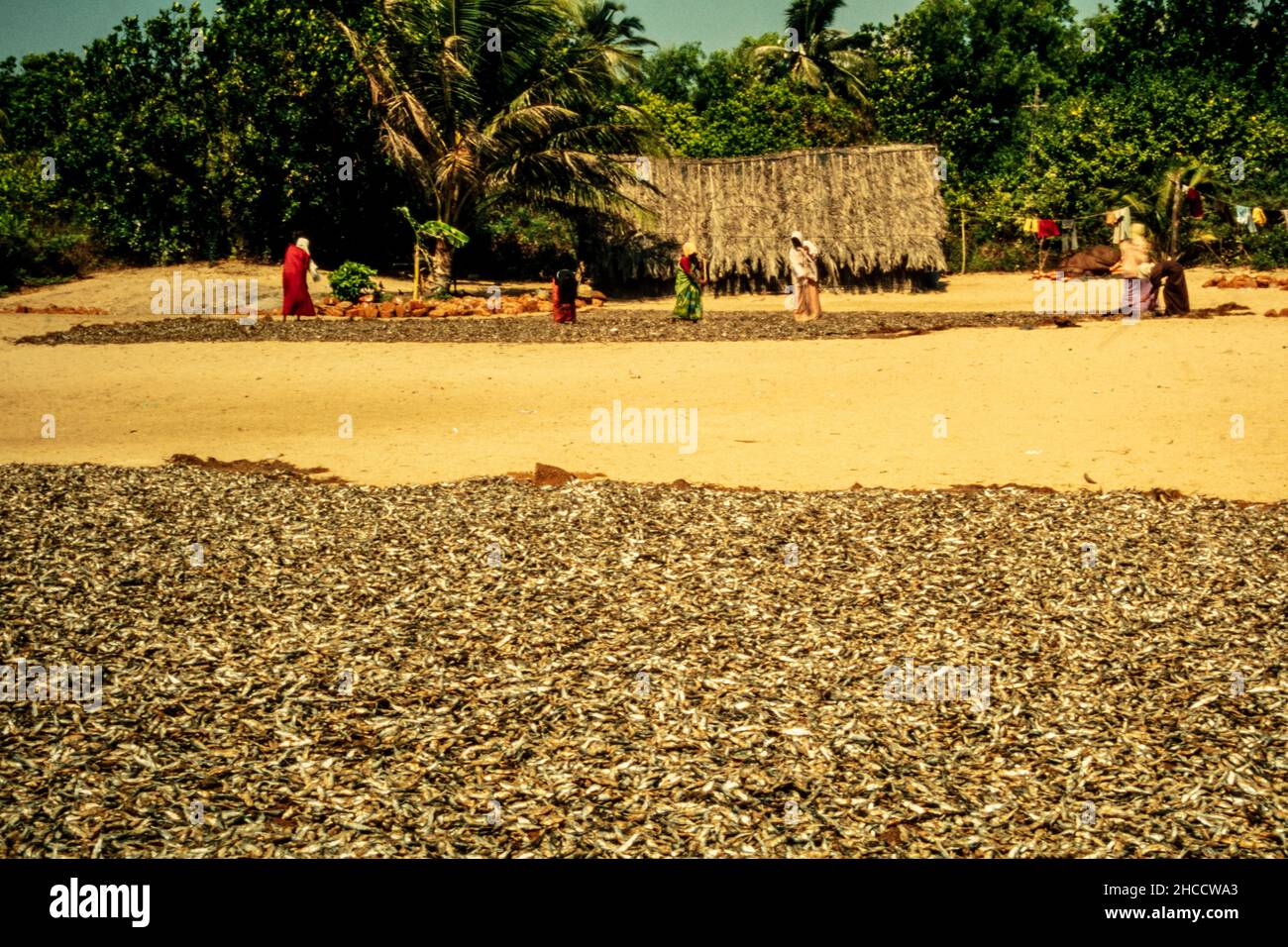 Low impact commercial enterprise, fishmeal production, showing fish ...