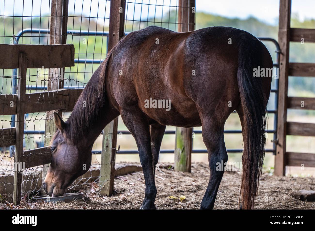 Side view of the beautiful brown horse drinking water in the stable of ...