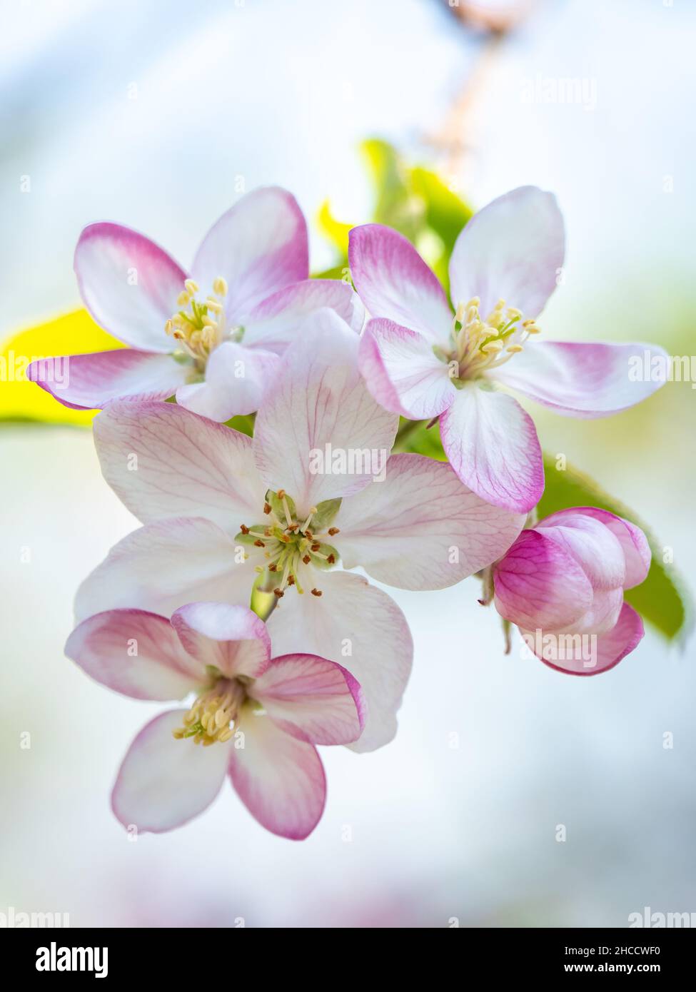 Open daisy design hi-res stock photography and images - Alamy