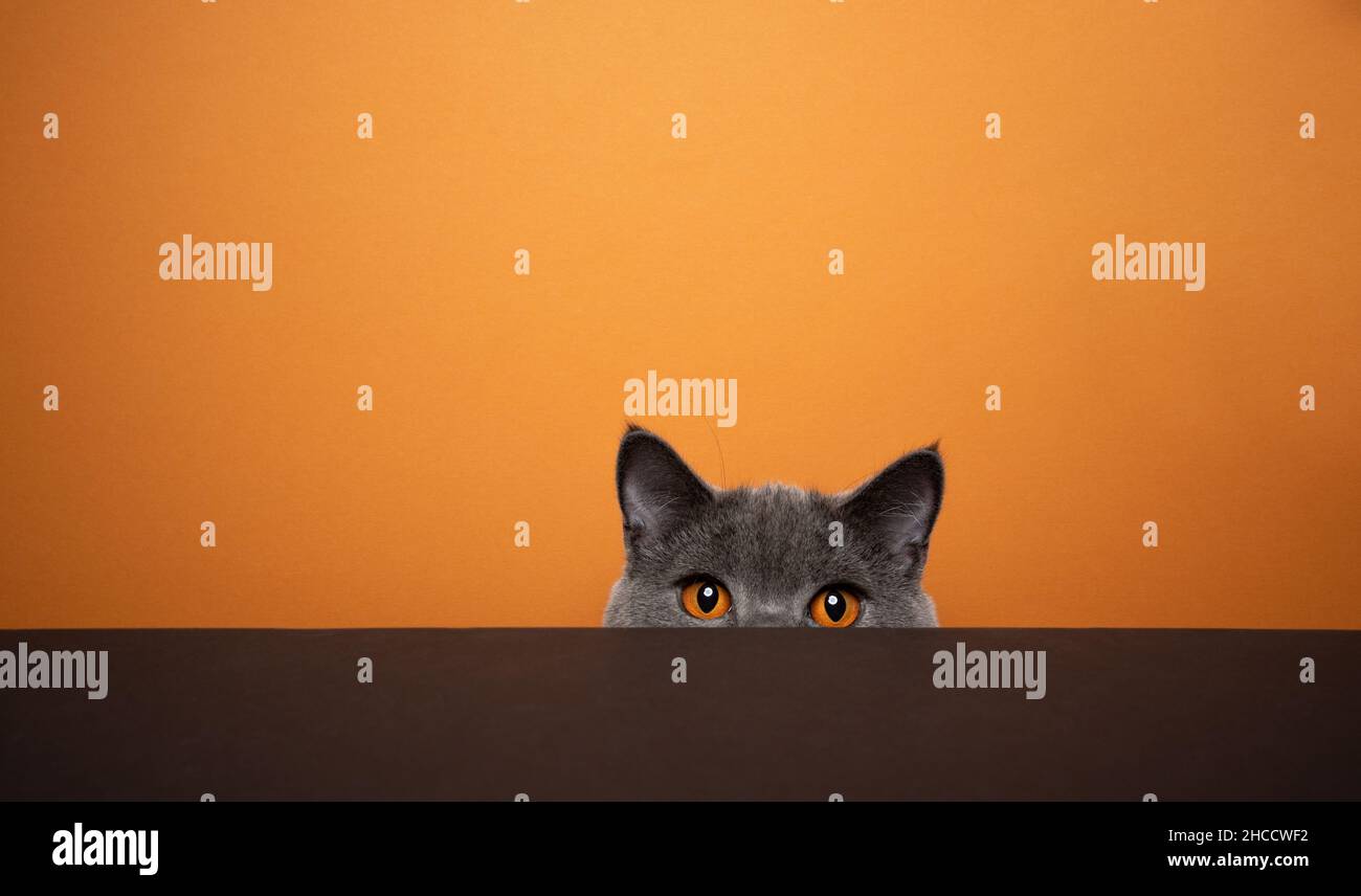 shy british shorthair blue cat hiding behind black table on orange ...