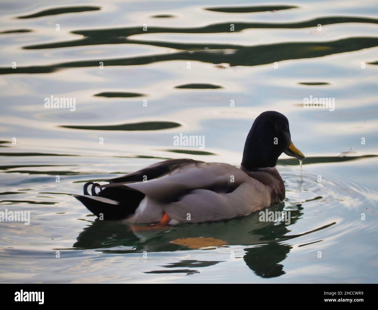 Grey duck hi-res stock photography and images - Alamy