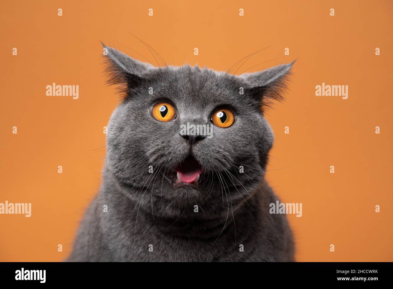 british shorthair cat with orange eyes funny face portrait looking ...