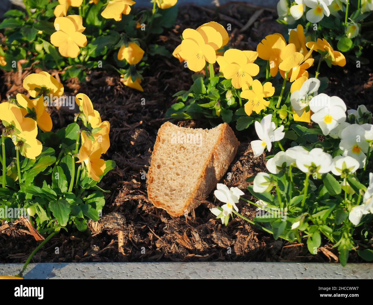 Piece of bread in a garden with a bunch of colorful flowers in the ...