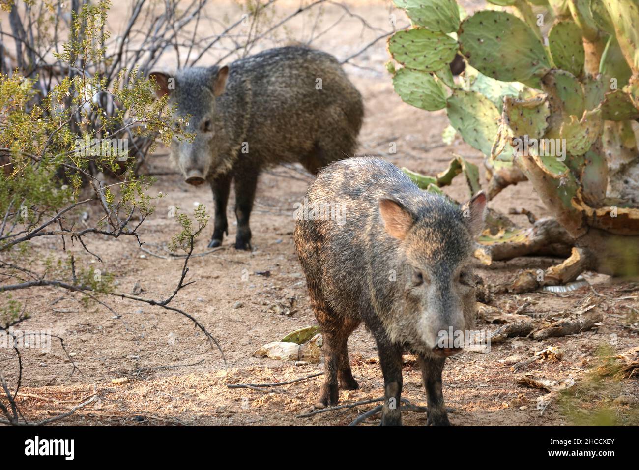 Javelinas hi-res stock photography and images - Alamy