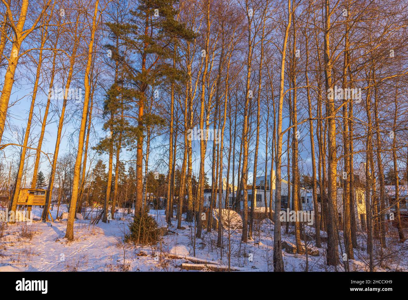 Beautiful view of frosty winter evening in suburb. Snowy trees in ...