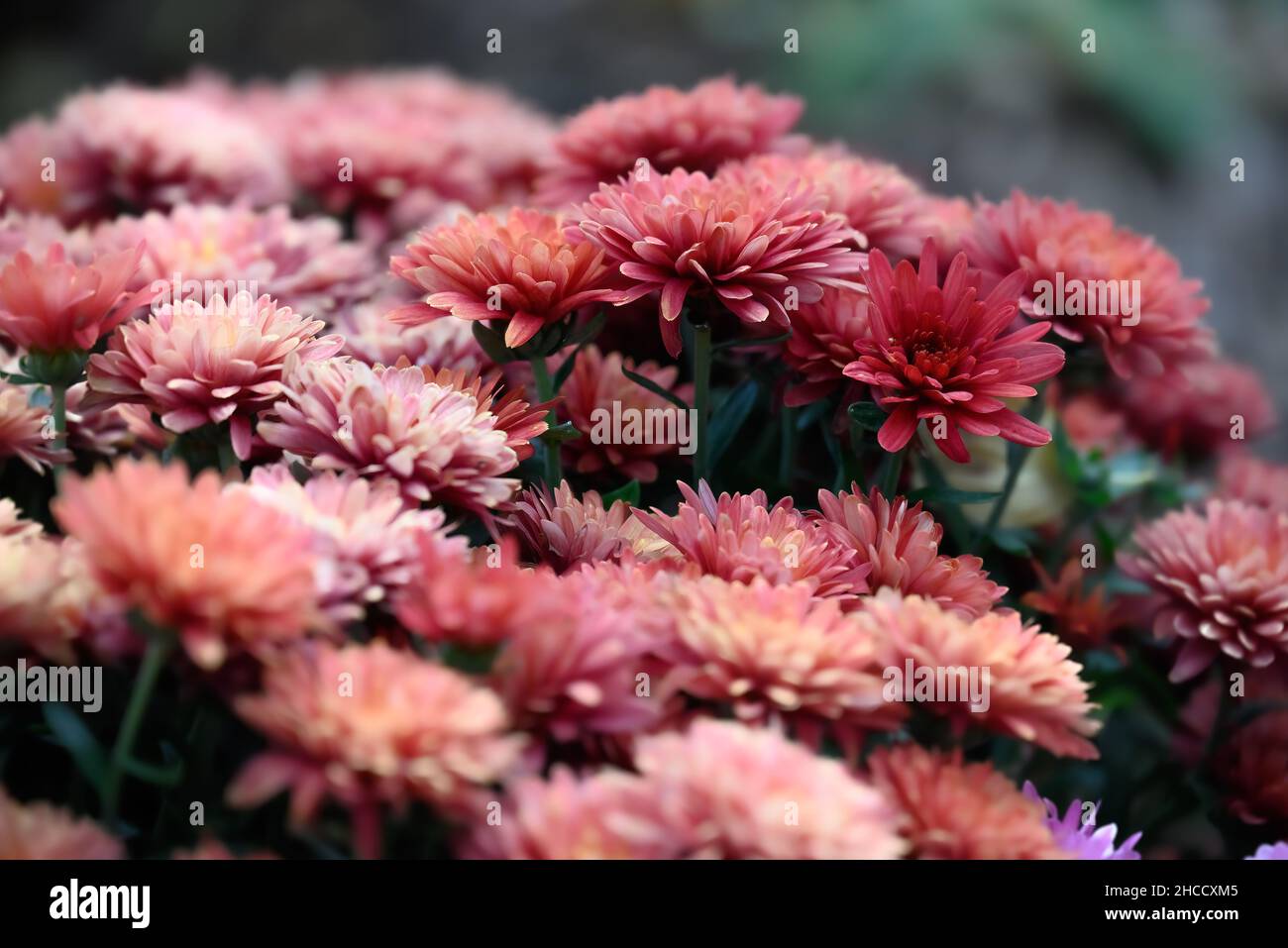 Side view of a bunch of red-pink flowers in bloom against a green ...