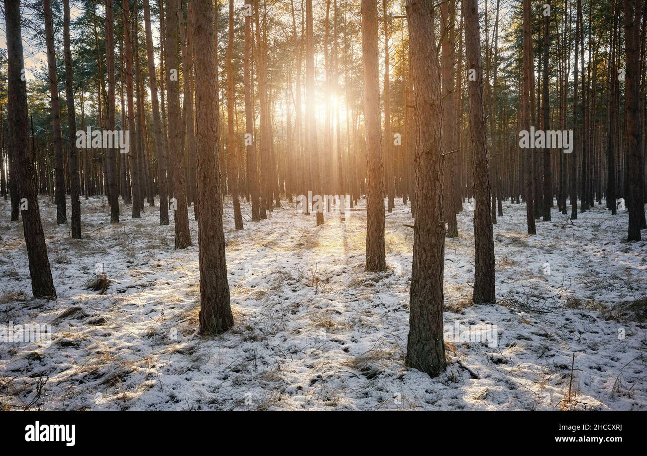 Beautiful view forest snow hi-res stock photography and images - Alamy