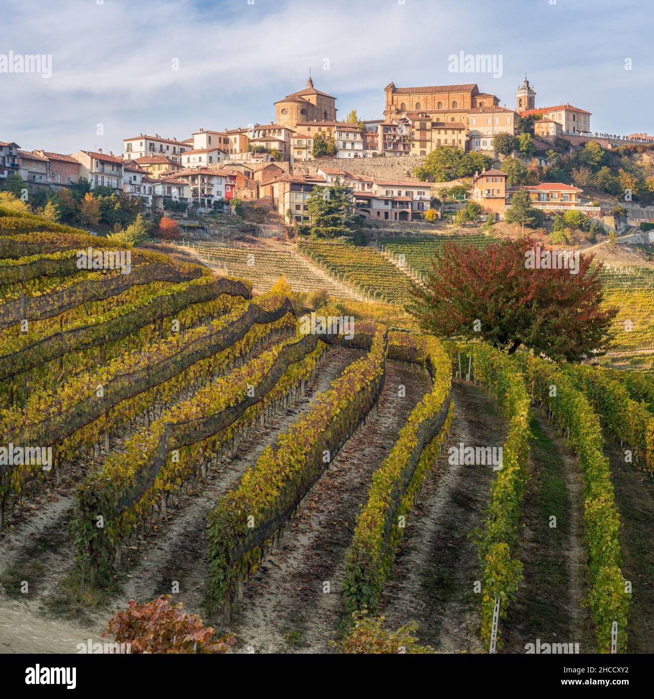 Beautiful hills and vineyards during fall season surrounding La Morra ...