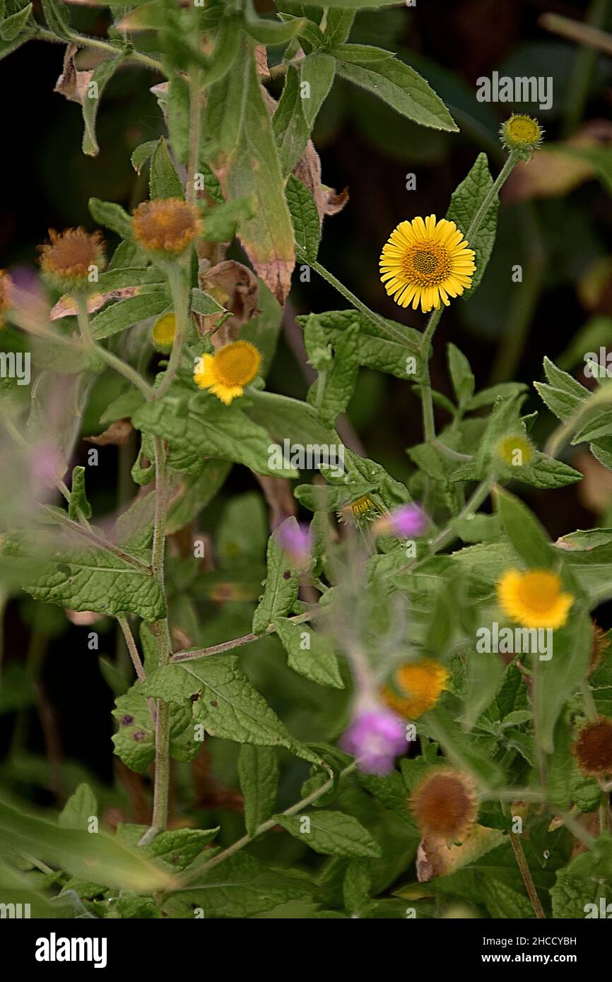 Yellow flowers, catnip, Pulicaria dysenterica, zenithal view, yellow ...
