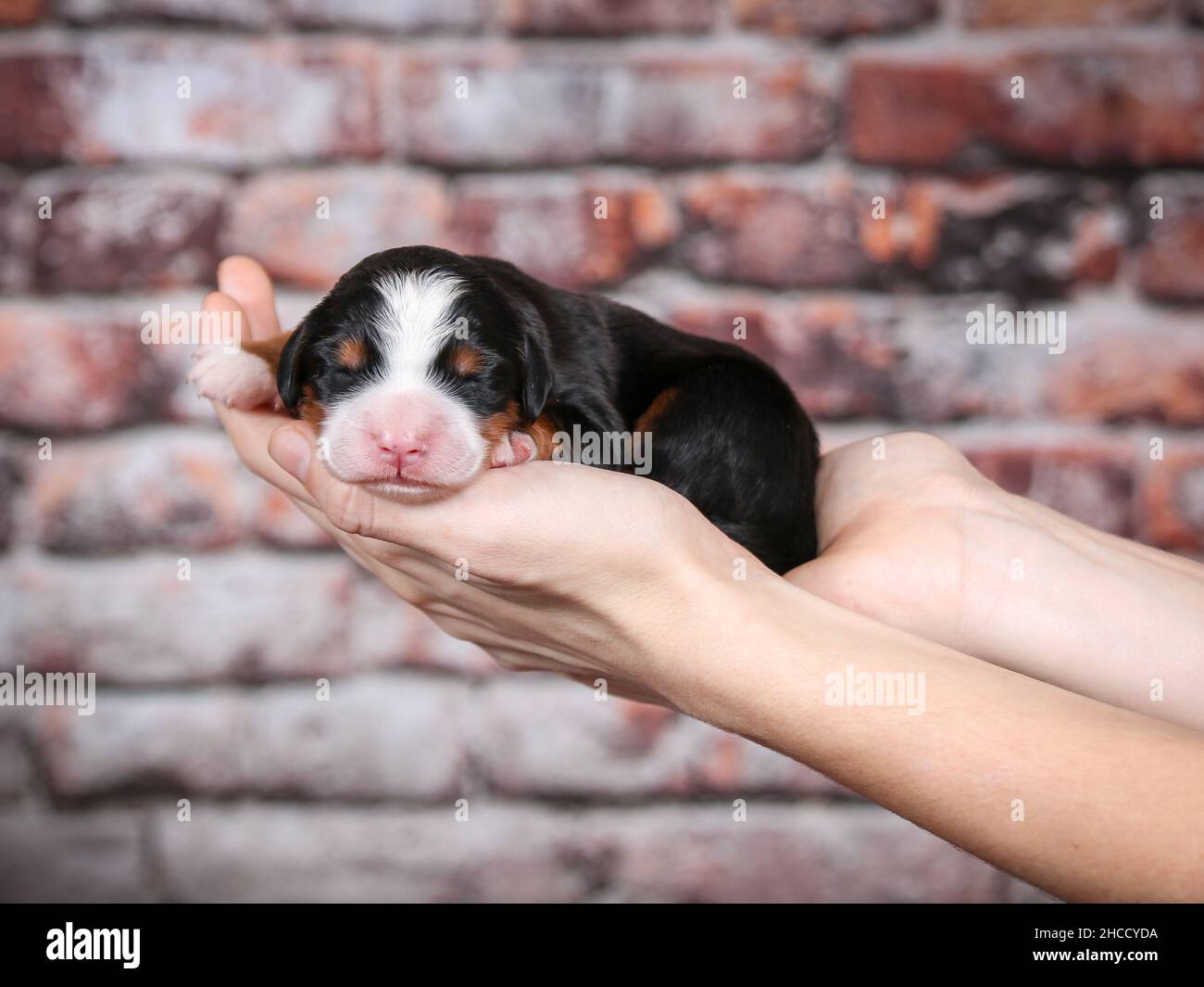 Baby tri-colored mini Bernedoodle puppy held in two hands in front of ...
