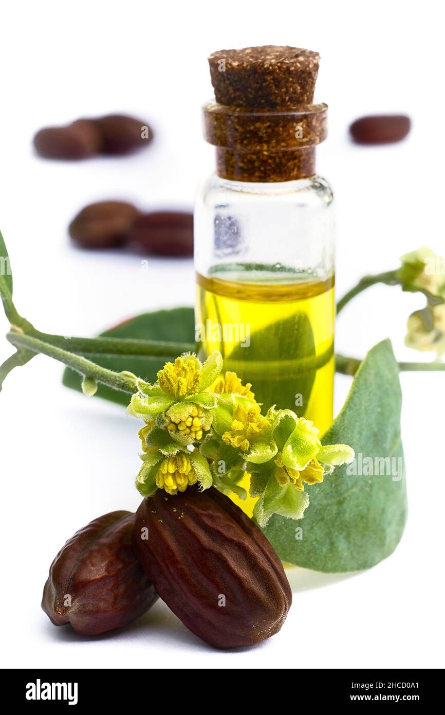 Jojoba (Simmondsia chinensis)oil, leaves, flower and seeds isolated on ...