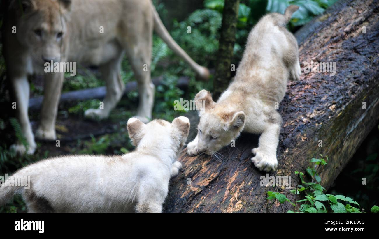 Lion cub playing with branch hi-res stock photography and images - Alamy