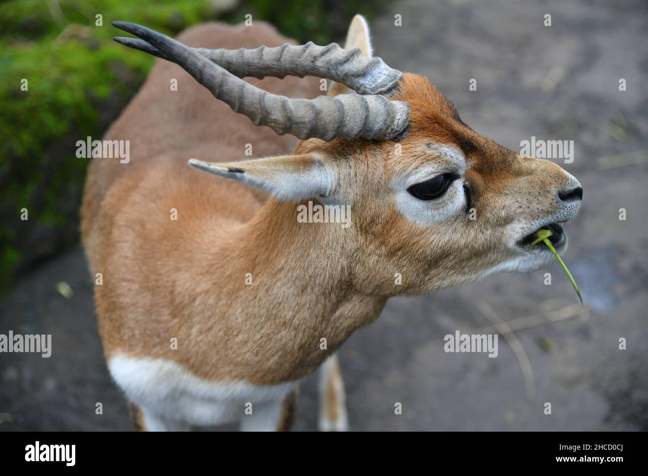 Gazelle eating hi-res stock photography and images - Alamy