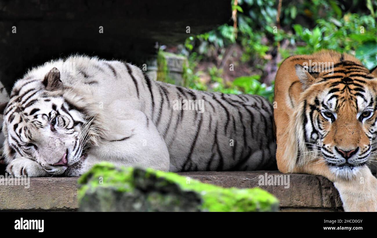 White tiger and an orange tiger in a forest Stock Photo - Alamy