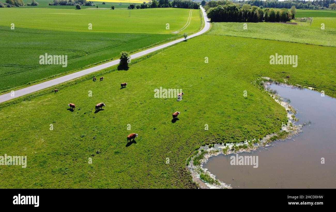 Cattle breeding aerial hi-res stock photography and images - Alamy
