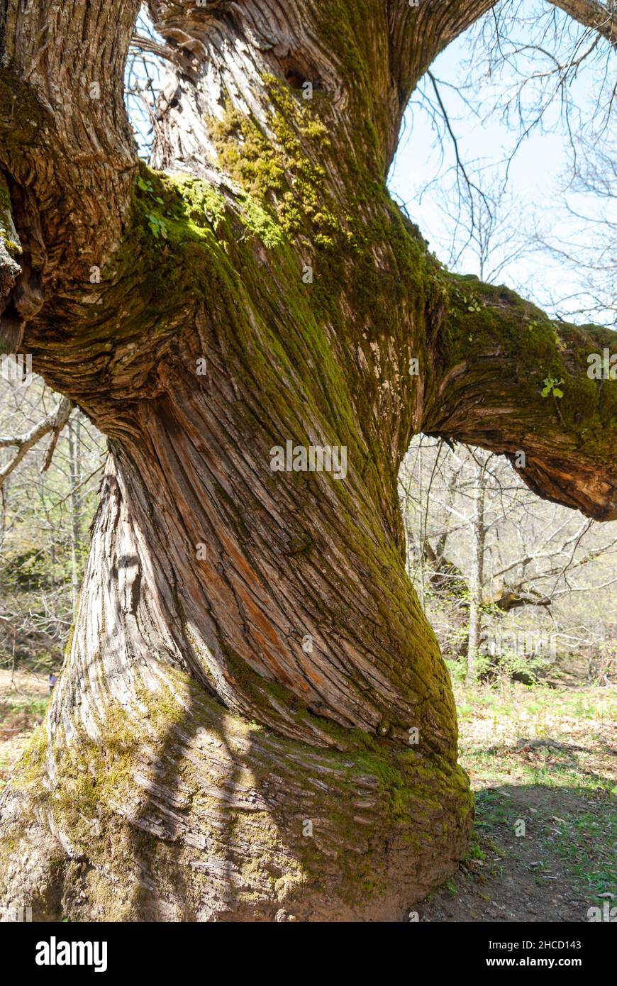 Old twisted oak tree in hi-res stock photography and images - Alamy