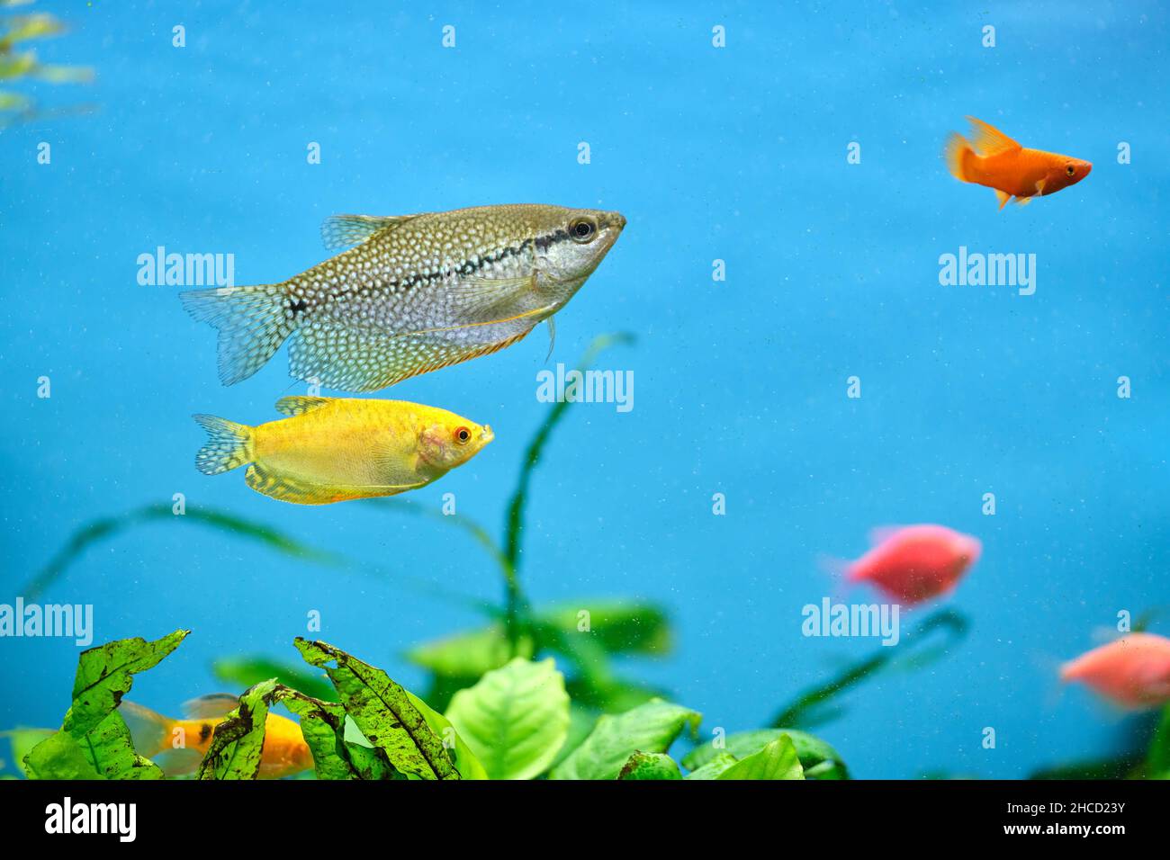 Colorful exotic fish swimming in deep blue water aquarium with green ...