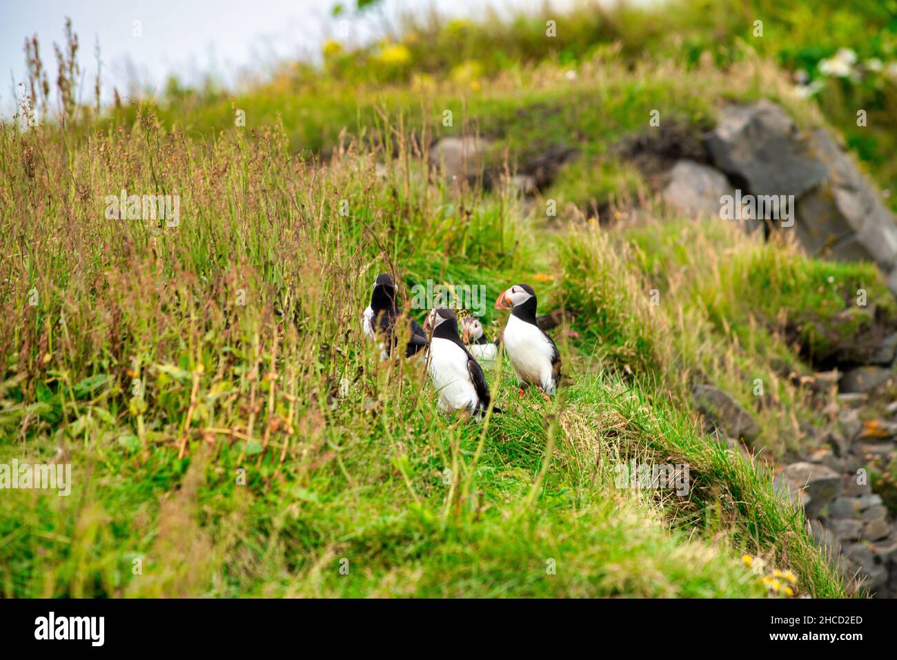 The Atlantic puffins nesting in Reynisfjara Beach, Iceland Stock Photo ...