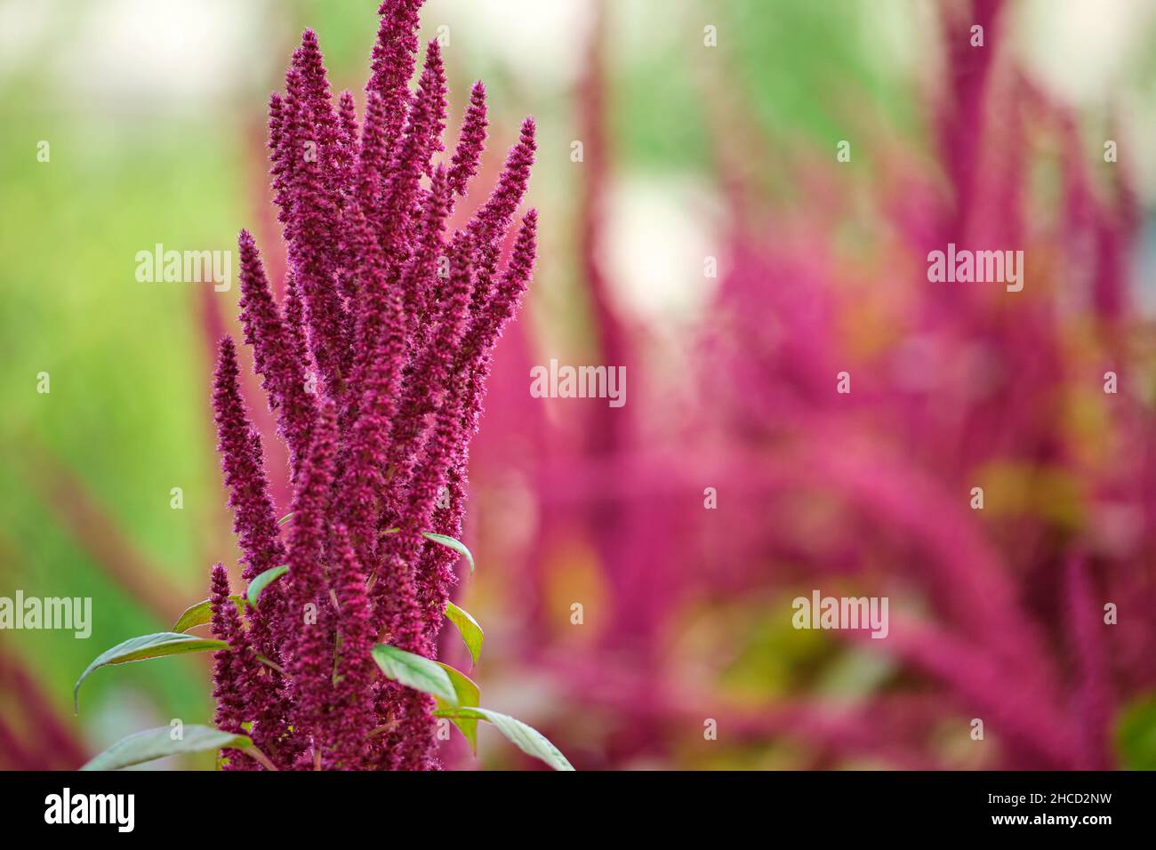 Indian red amaranth plant growing in summer garden. Leaf vegetable ...