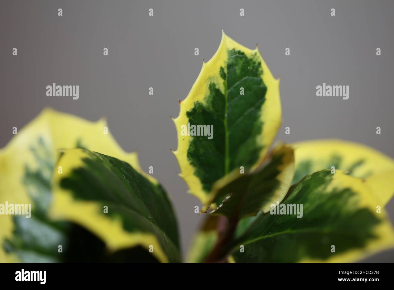 Green and yellow leaves close up ilex aquifolium family aquifoliaceae ...