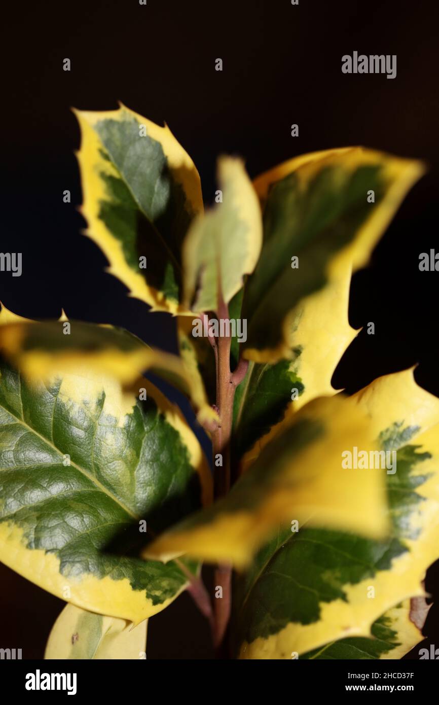 Green and yellow leaves close up ilex aquifolium family aquifoliaceae ...