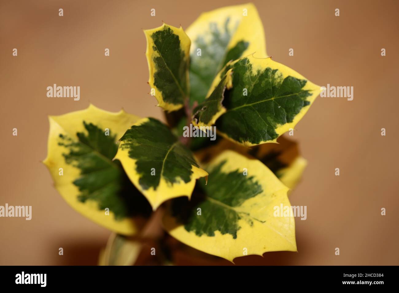 Green and yellow leaves close up ilex aquifolium family aquifoliaceae ...