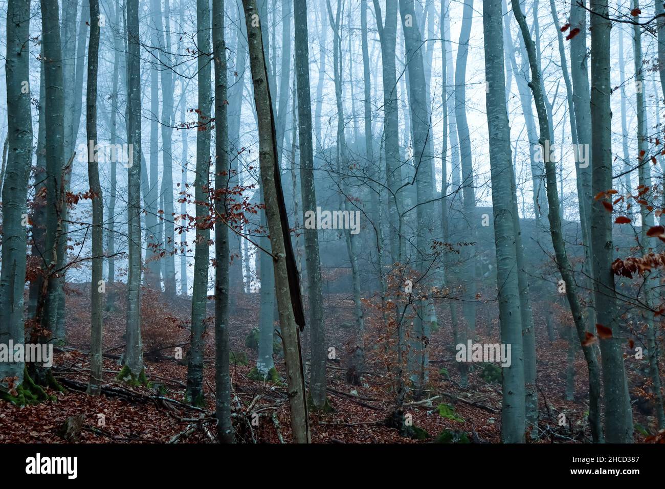 Beautiful mysterious misty forest Stock Photo - Alamy