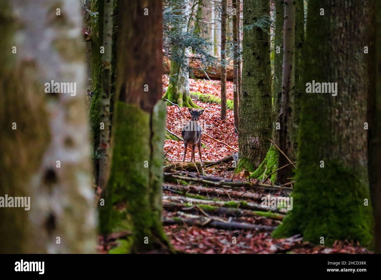 Small doe hi-res stock photography and images - Alamy