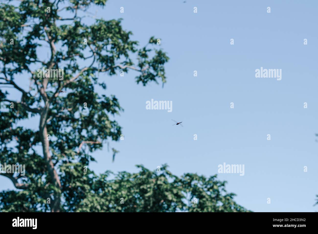 Flying insect low angle hi-res stock photography and images - Alamy