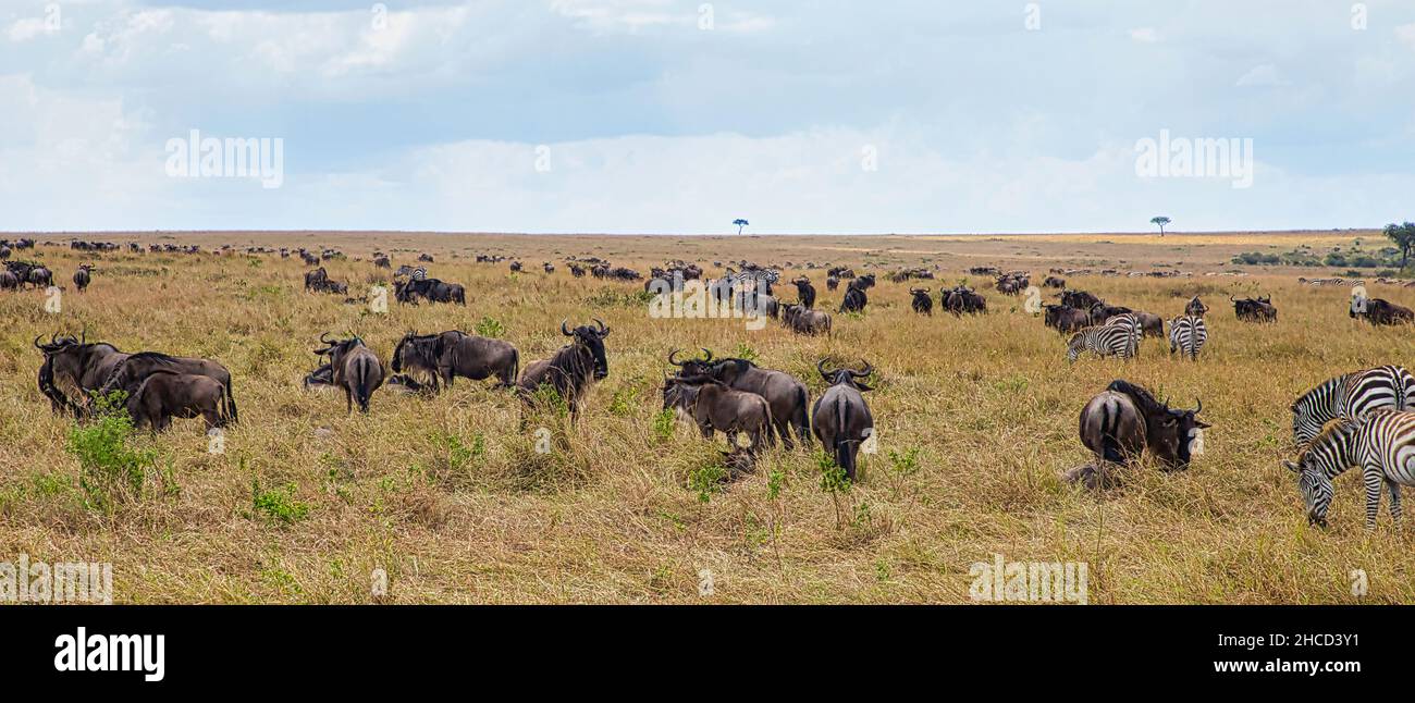 African zebra migration hi-res stock photography and images - Alamy