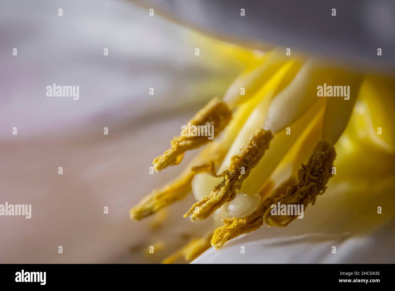 Anther and filament hi-res stock photography and images - Alamy
