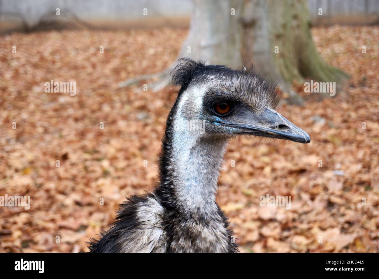 Beautiful emu bird hi-res stock photography and images - Alamy