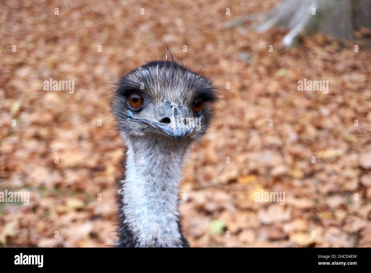 Portrait of a cute emu bird Stock Photo - Alamy