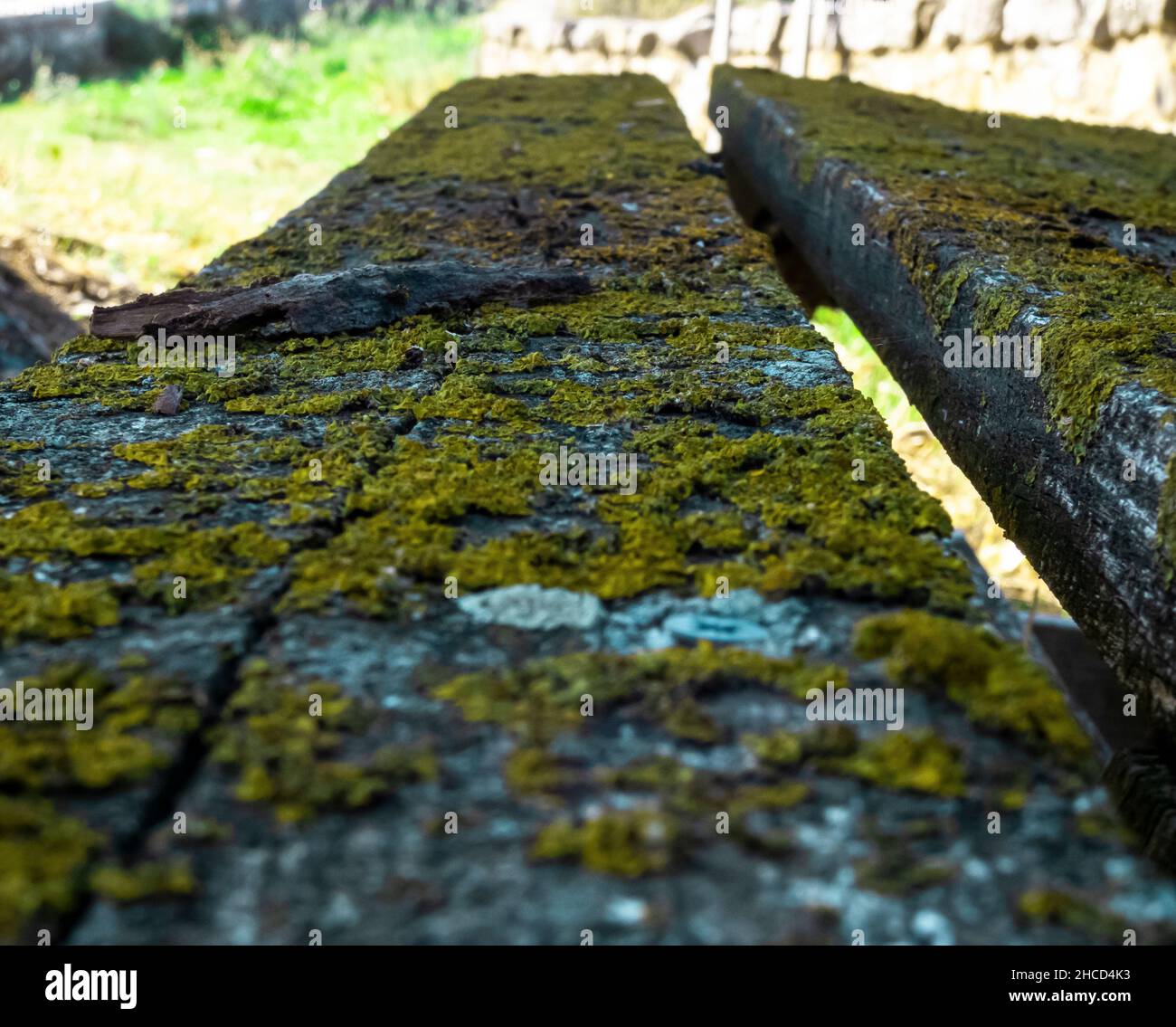 Board covered with moss hi-res stock photography and images - Alamy