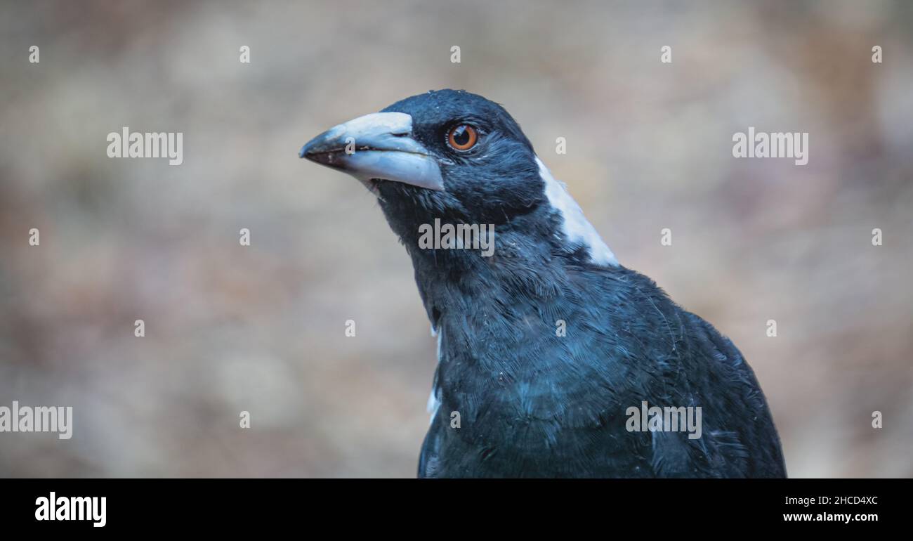 Close Up of an Angry Australian Magpie Stock Photo - Alamy
