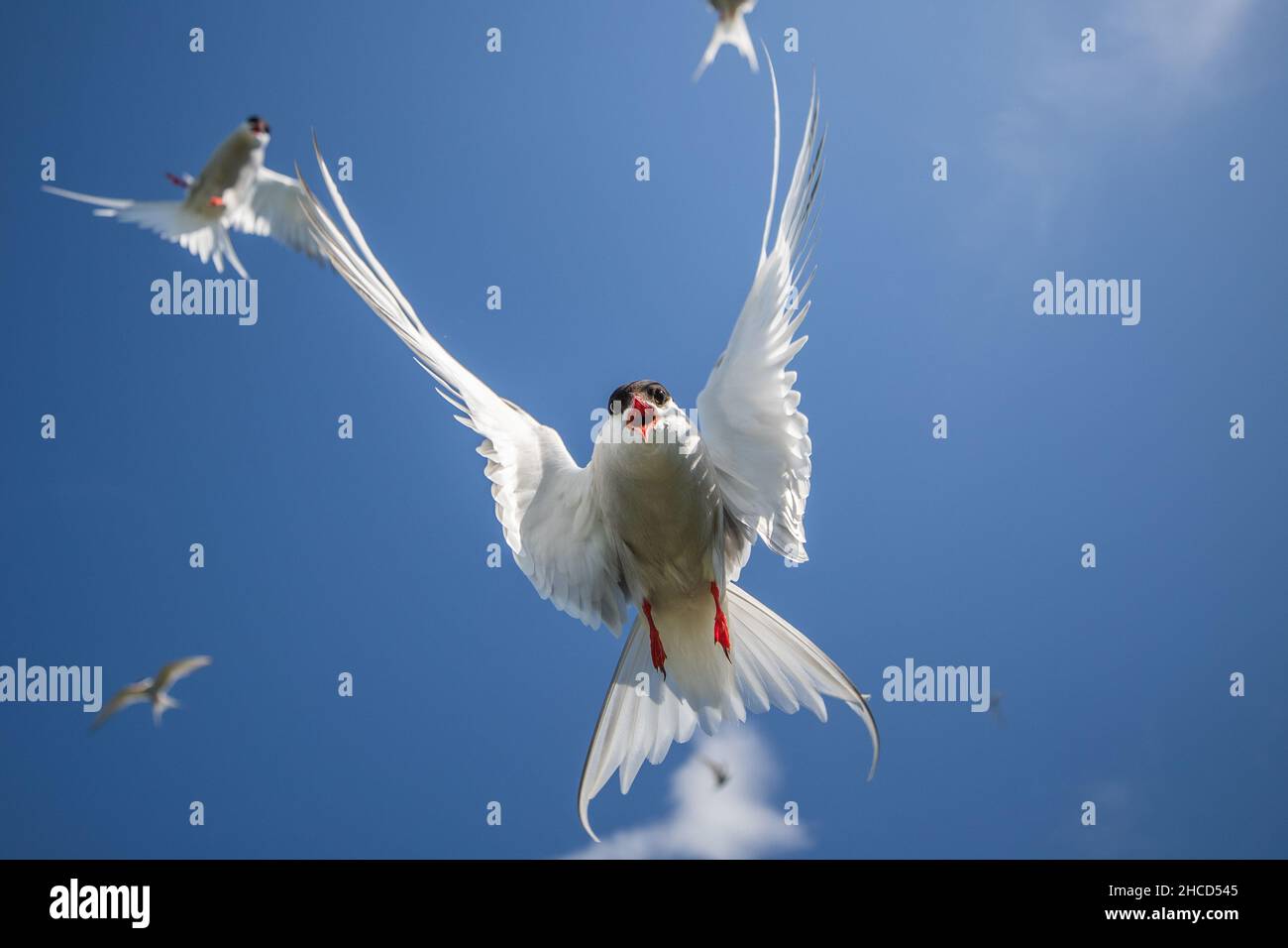 White doves flying hi-res stock photography and images - Alamy