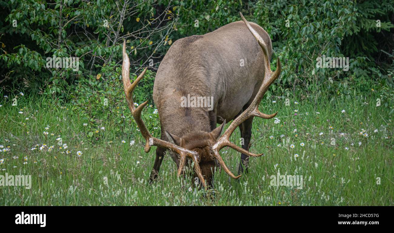 Grazing Elk in British Colombia Canada Stock Photo - Alamy