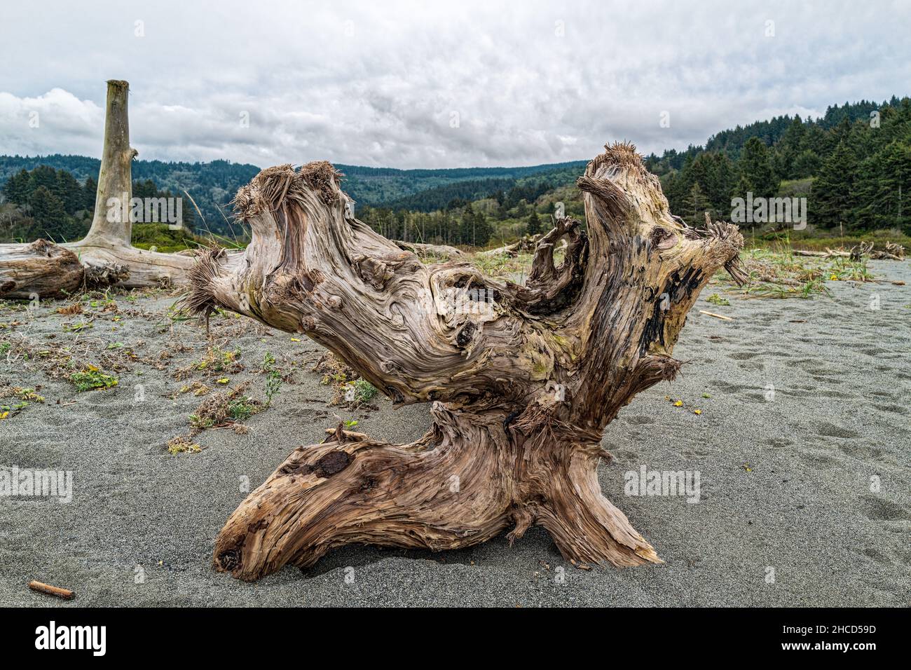 A twisted piece of driftwood on the beach at Humboldt Lagoon State Park ...