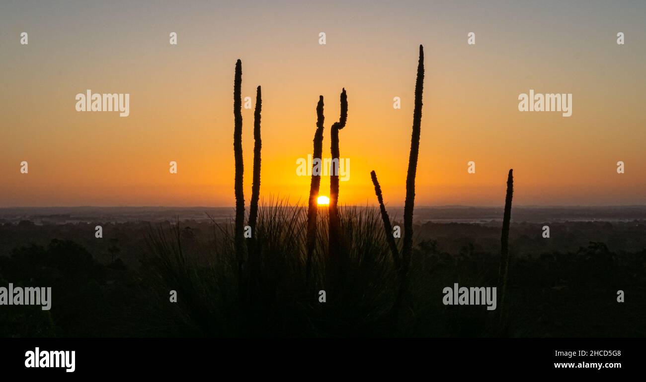 Sunset Cactus at Zig Zags Scenic Drive Perth Western Australia Stock ...