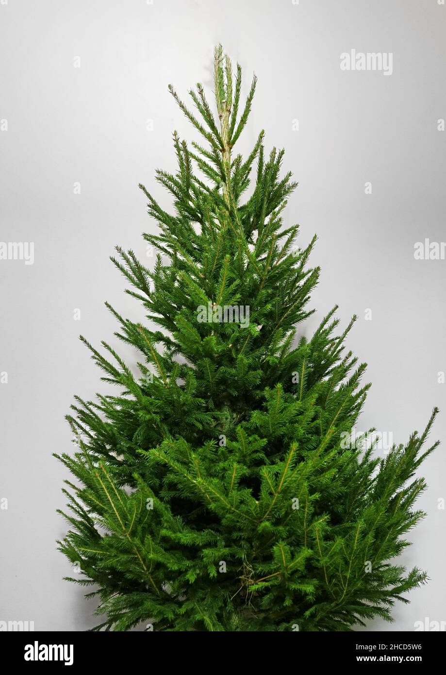 Christmas tree cut out undecorated hi-res stock photography and images ...